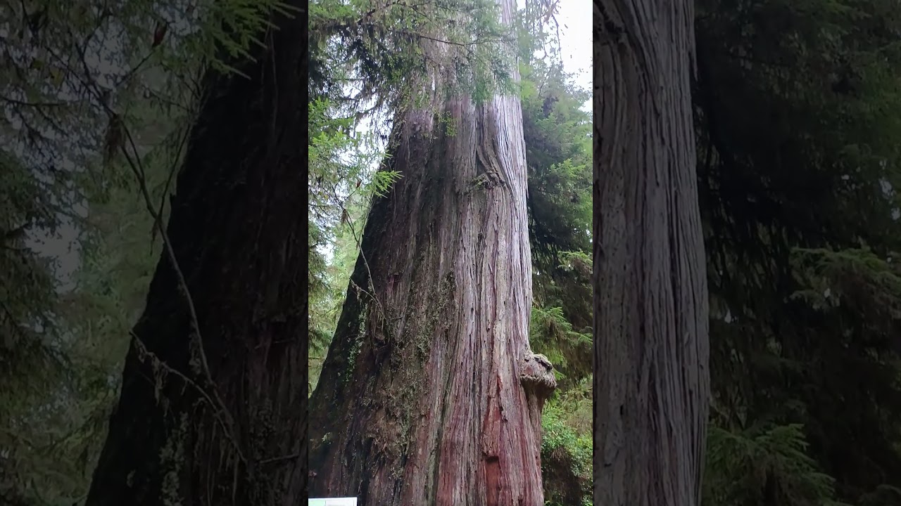 Red Cedar, Rainbow Trail, Tafino