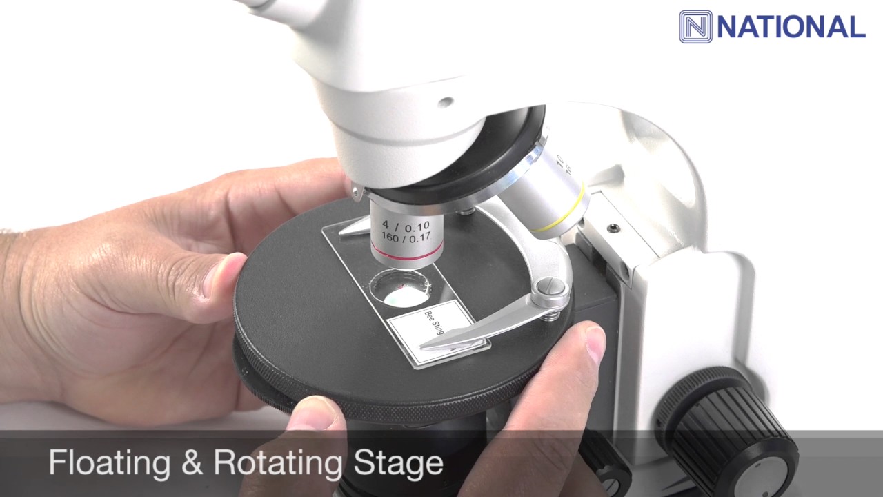 Microscopes 101: Stereo vs. Compound