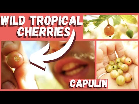 WILD CAPULIN CHERRIES! (Muntingia Calabura) AKA "Cotton Candy Fruit" - Exotic Fruits of Costa Rica
