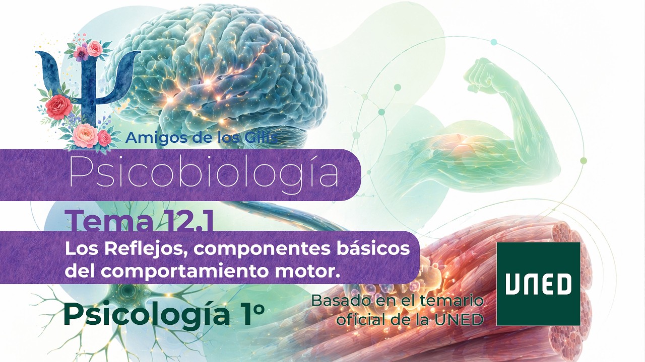 Topic 12.1 Reflexes, basic components of motor behavior. 1st year of Psychology at UNED