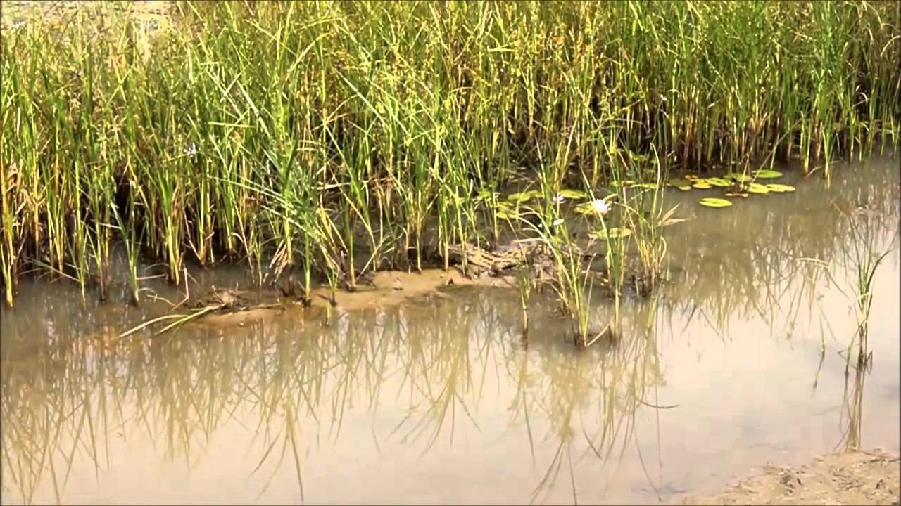 West African crocodile (Crocodylus suchus), Mauritania