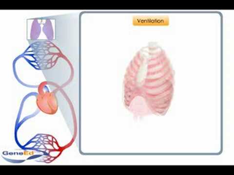 The mechanism of breathing