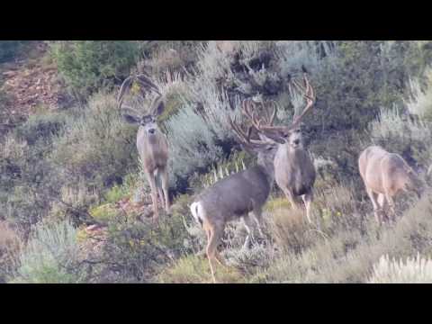 Phone Skope Digiscoping - Mossback MONSTER Mule Deer!