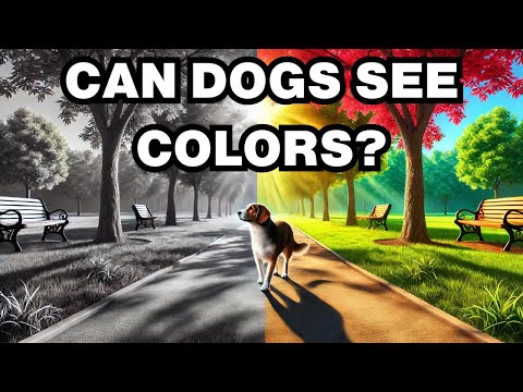 What Colors Can Dogs See? Explained
