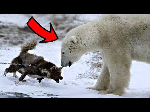 10 Insane Facts About Polar Bears