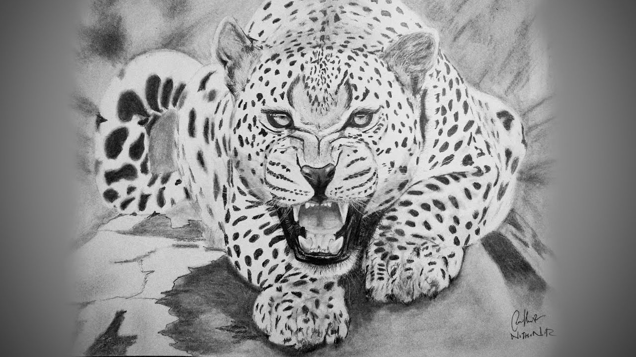 Leopard Drawing | Time-lapse | Sketchernitz