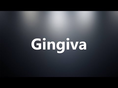 Gingiva - Medical Definition and Pronunciation