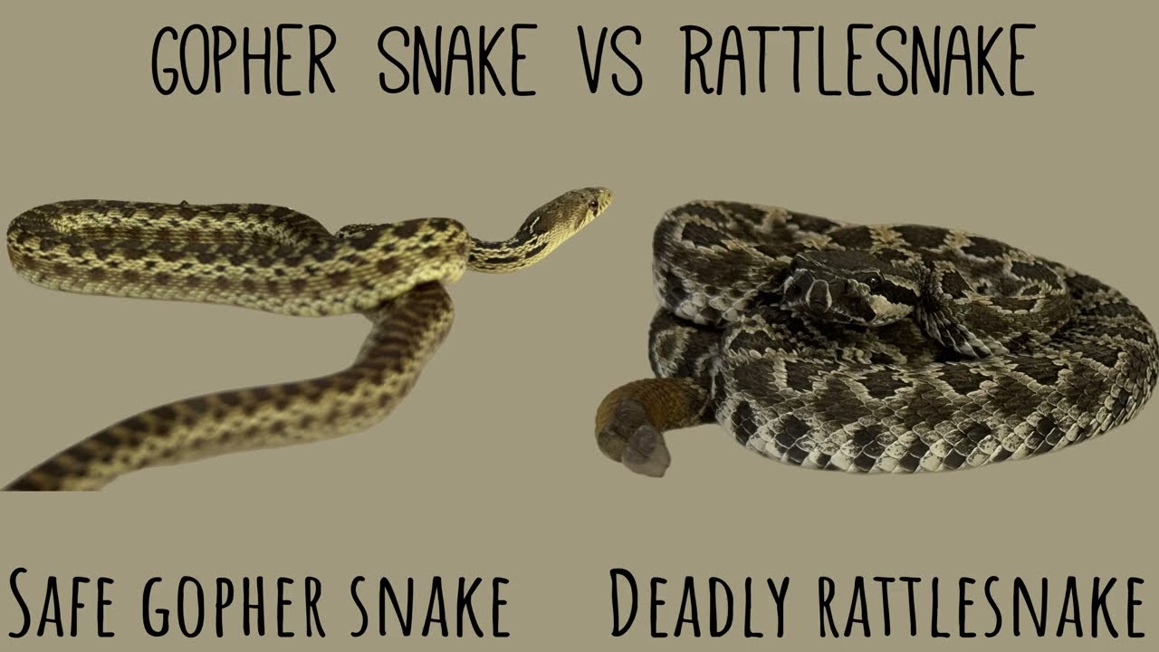 Gopher Snake vs Rattlesnake A Comparison