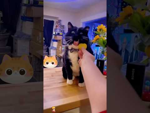 Dry heave. #funnyvideo #cat #cute #funny