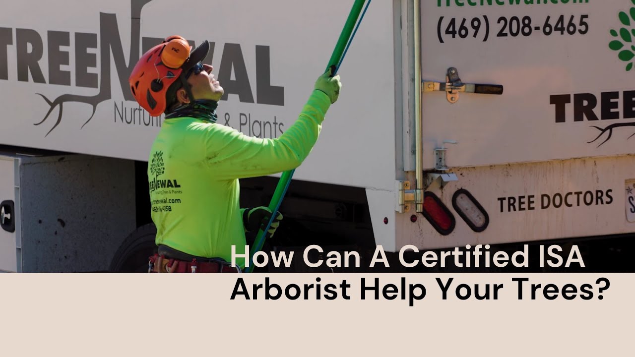 How Can a Certified ISA Arborist Help Your Trees? 🥇 Maximizing Trees' Health (Stressors & Solutions)