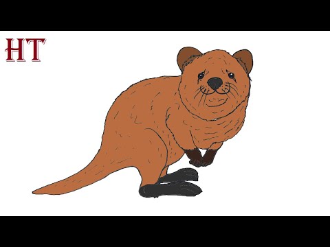 How to draw a Quokka Step by Step – I'm Youtuber – Follow my videos to ...