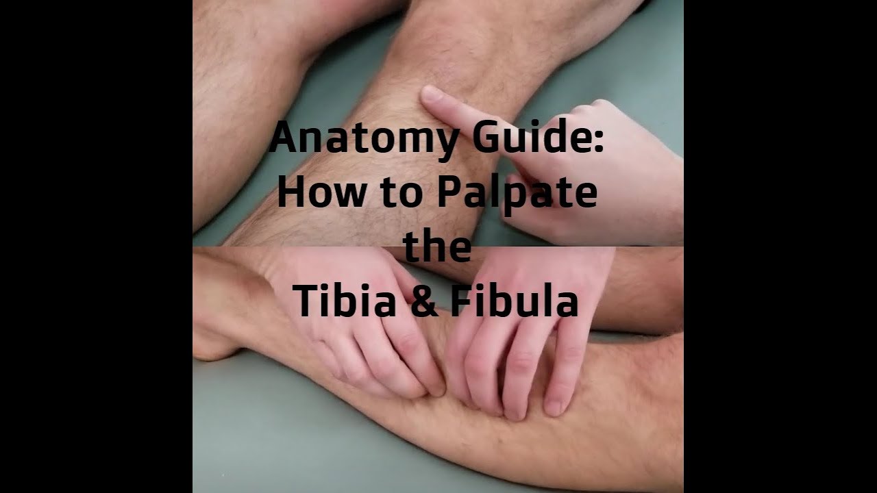 Anatomy Guide: How to Palpate the Tibia & Fibula