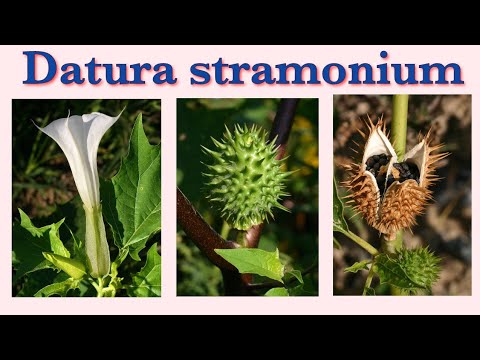 Datura stramonium (alkaloid containg plant) explain in hindi.