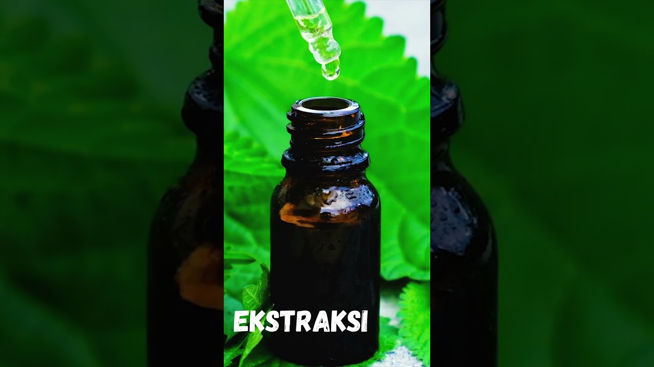 Proses Ekstraksi: Rahasia Pembuatan Obat Herbal yang Efektif