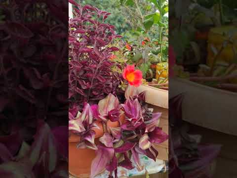 Purple colour plants..... highlights of your garden????????