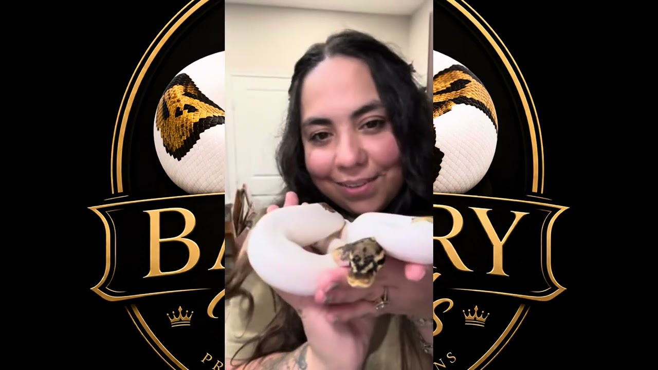 Our ball pythons, different morphs 