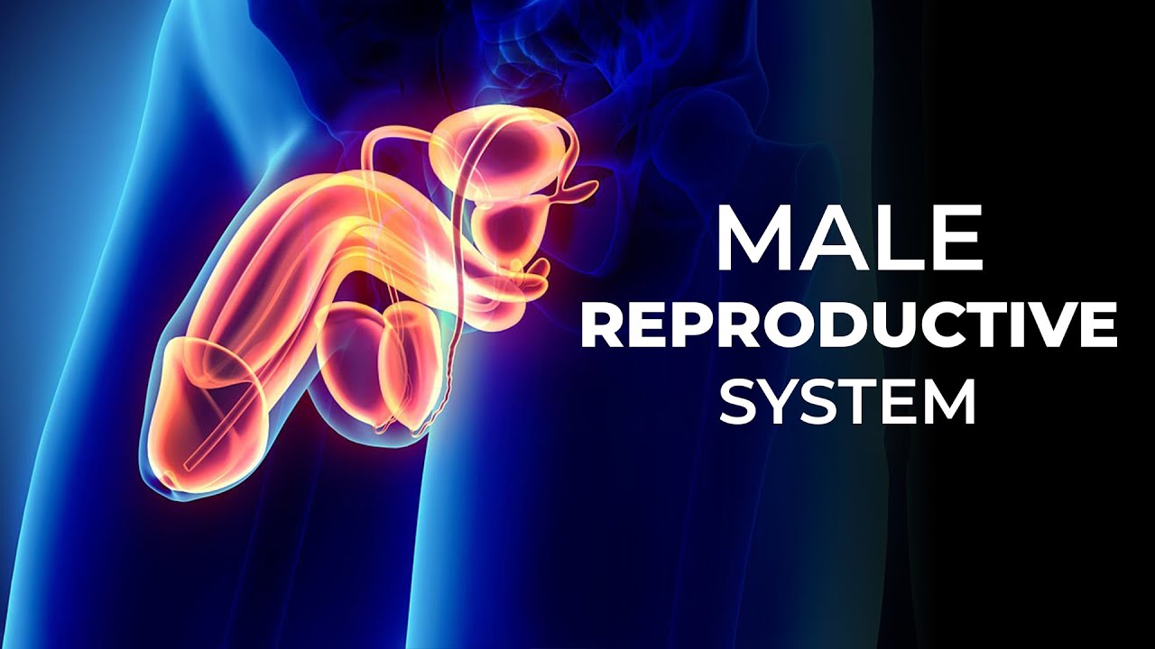Male Reproductive System Complete 3D Animation