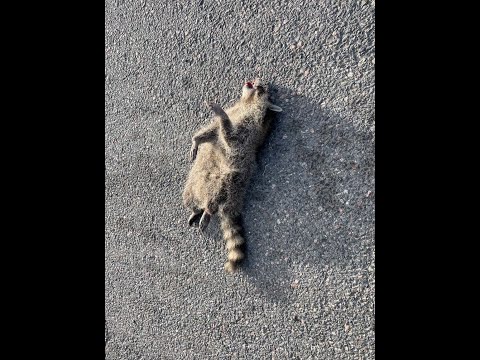 Dead Skunk (Cover version) | Back Road Bound