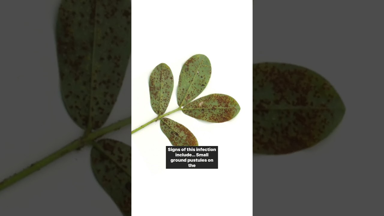 Here’s all you need to know about rust disease in groundnuts…