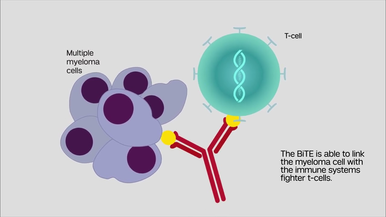 Bispecific T-Cell Engager (BiTE) Therapy