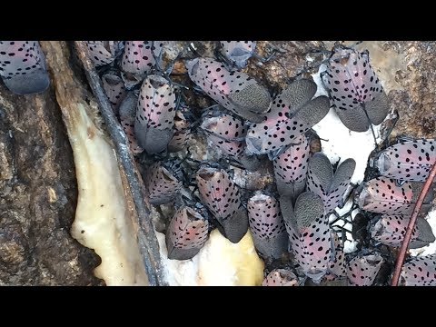 New Invasive Tree-Eating Pest Threatens The Catskills: The Spotted ...