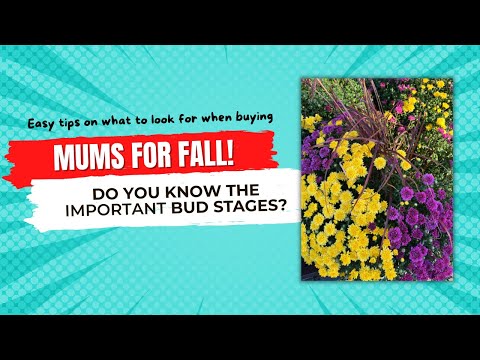'Mums' Bud Stages