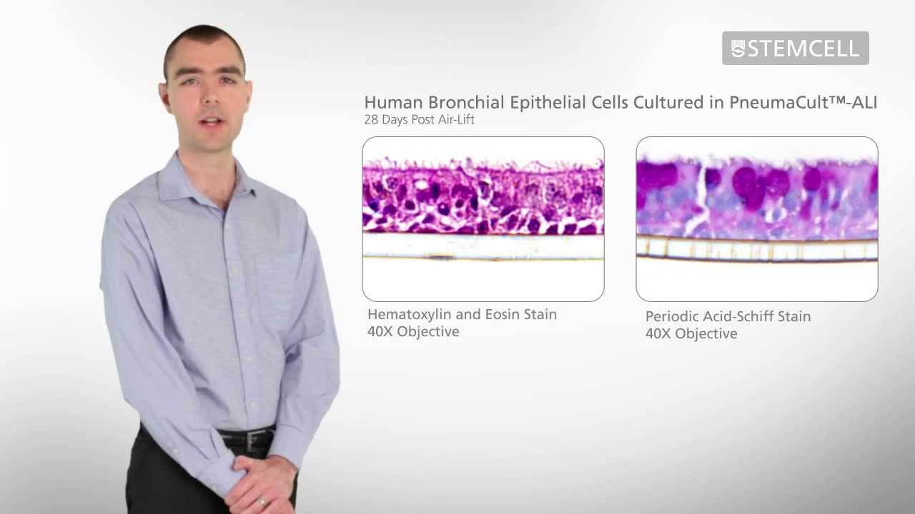 Air-Liquid Interface (ALI) Culture of Bronchial Epithelial Cells with PneumaCult™-ALI Medium