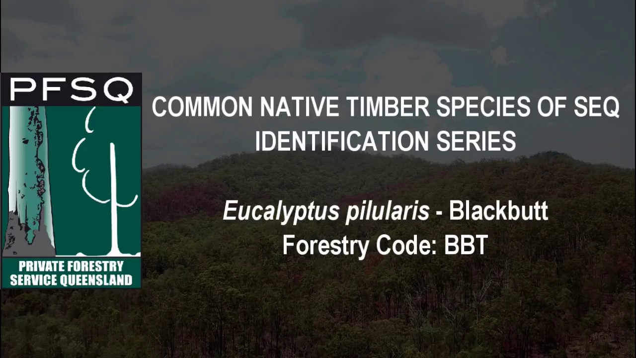 Species ID Series: BlackButt