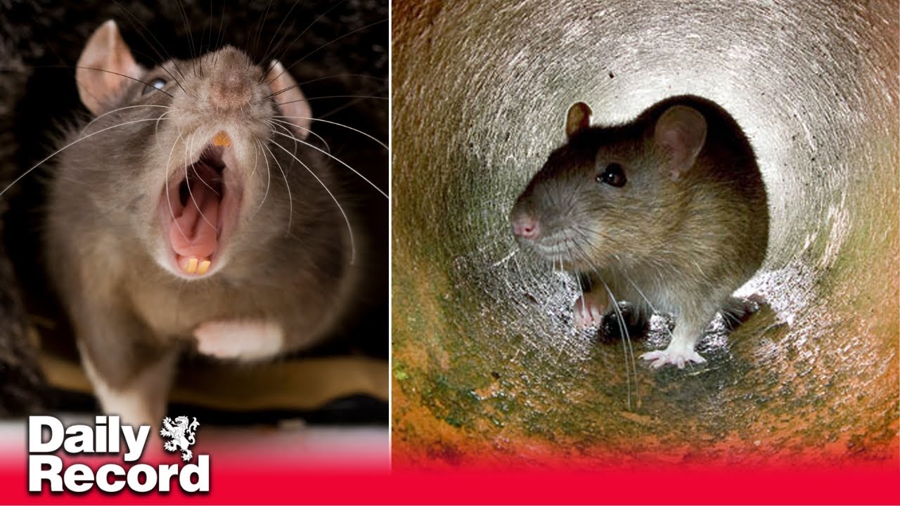 Top tips for keeping rats and mice at bay shared by home expert as ...
