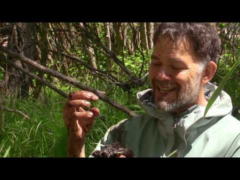Wetland Delineation - plants, water, and soils.