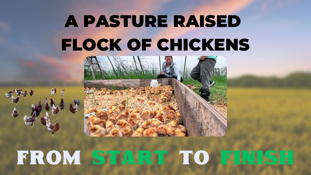 Raising Pasture Laying Hens from start to finish: 300 replacement laying hens