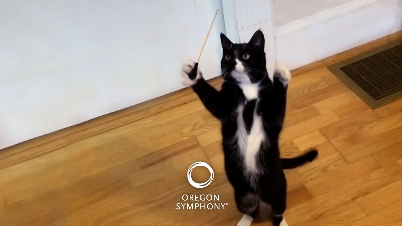 Practice Makes Purrrfect • Oregon Symphony 