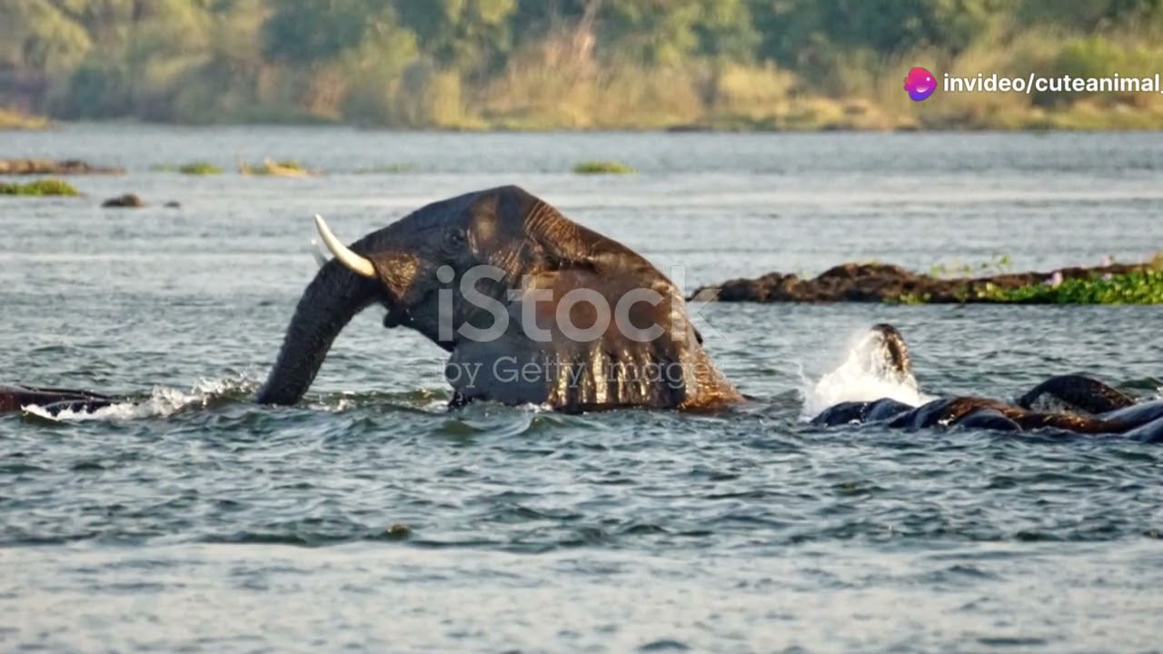 Exotic Orchids and Blooms: Sri Lanka's Flora and Fauna #animal2024 #wildlife