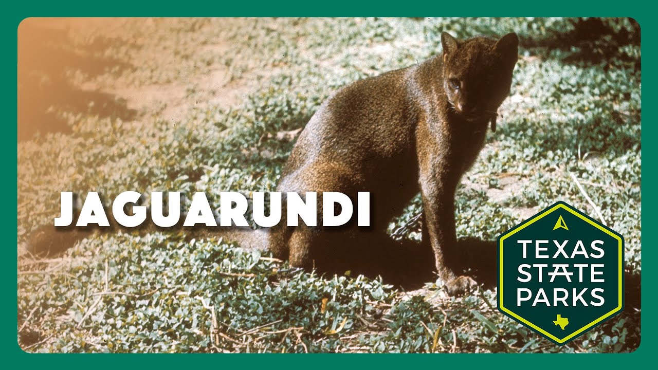 TPWDiscover | Did You See A Jaguarundi?