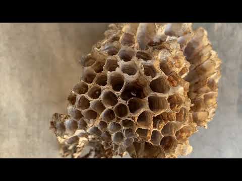 Hexagons in nature