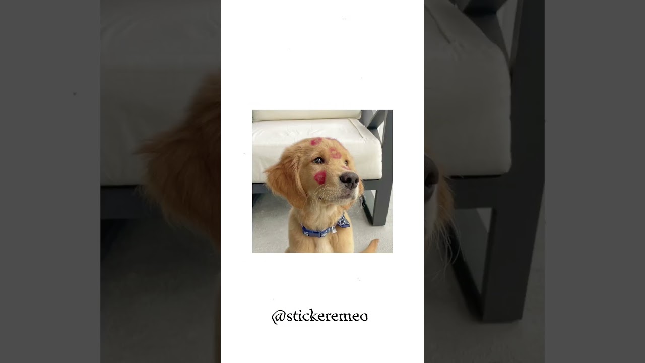 Dog pfps #cute #doglover #dogs #pfp #glowup aesthetic