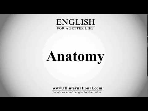 How to Pronounce Anatomy