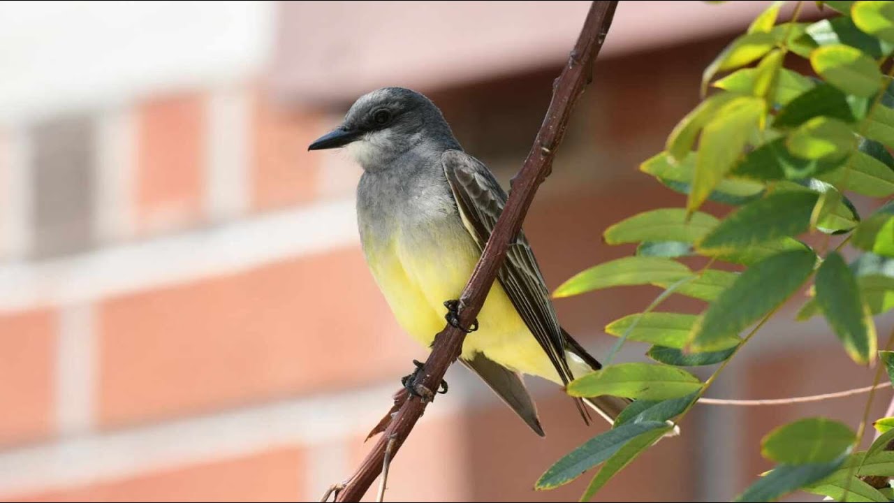 Flycatchers | Bird Identification Guide