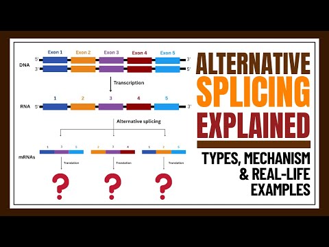 Alternative Splicing: Types, Mechanism & Real Life Examples in Molecular Biology & Biochemistry