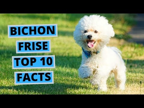 Bichon Frise - TOP 10 Interesting Facts