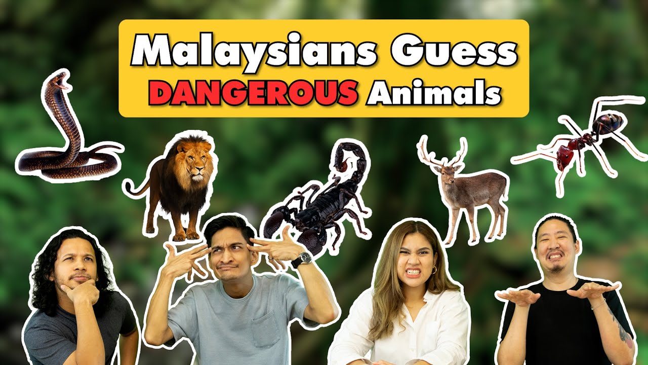Malaysians Guess DANGEROUS Animals