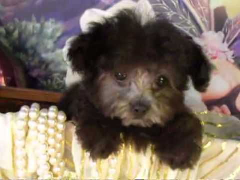 Sir Rey is Bolognese of Phoenix's Newest Bolonka Breeding Male