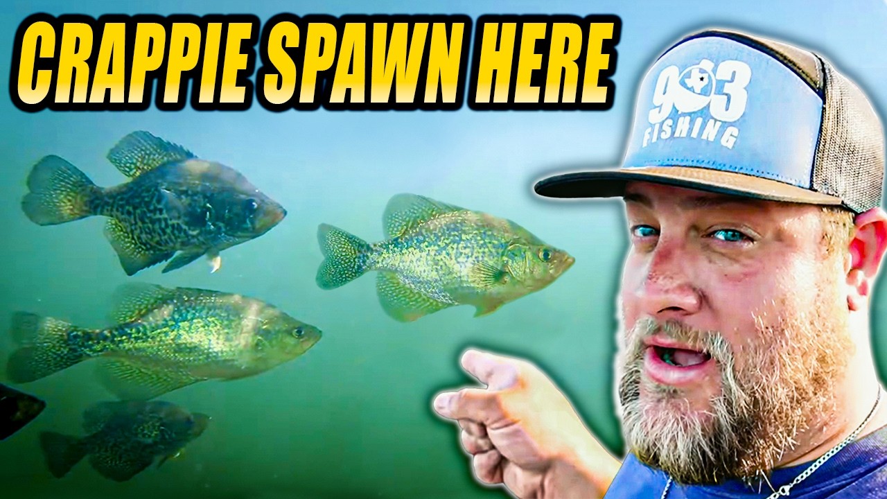 DID YOU KNOW CRAPPIE SPAWN HERE⁉️ CRAPPIE FISHING 2026‼️