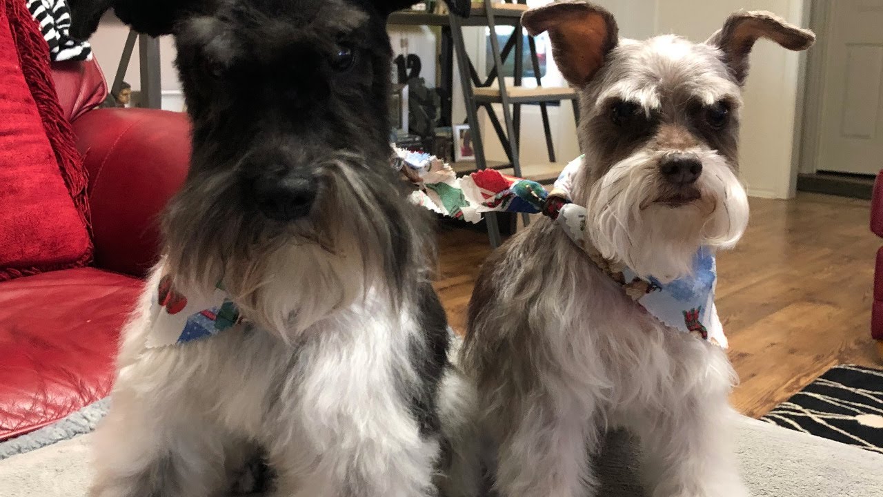 Painting Two Dogs in Watercolor - LiveStream #92