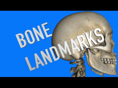Humerus: Bone Landmarks - Kinesiology Quiz