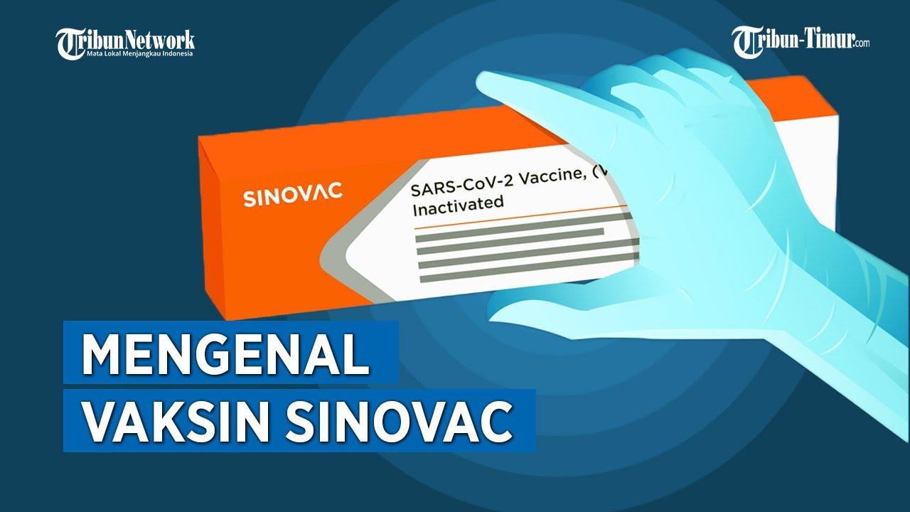 INFOGRAFIS: Cara Kerja, Apa Efek Samping dan Harga Vaksin Sinovac