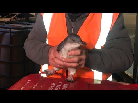 Little blue penguins spotted at busy intersection near Wellington ...