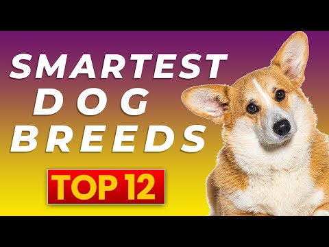 Smartest Dog Breeds - TOP 12