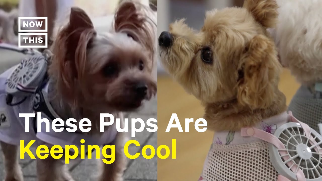 Cooling Outfits Help Dogs Take On Heat Waves