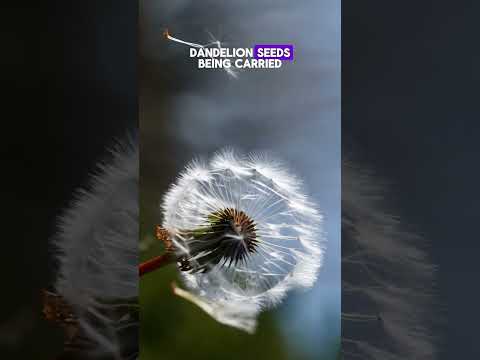 AI video🤯 | Dandelion flower | #ai #aishorts #dandelions #flowers #flower #flowerrangoli